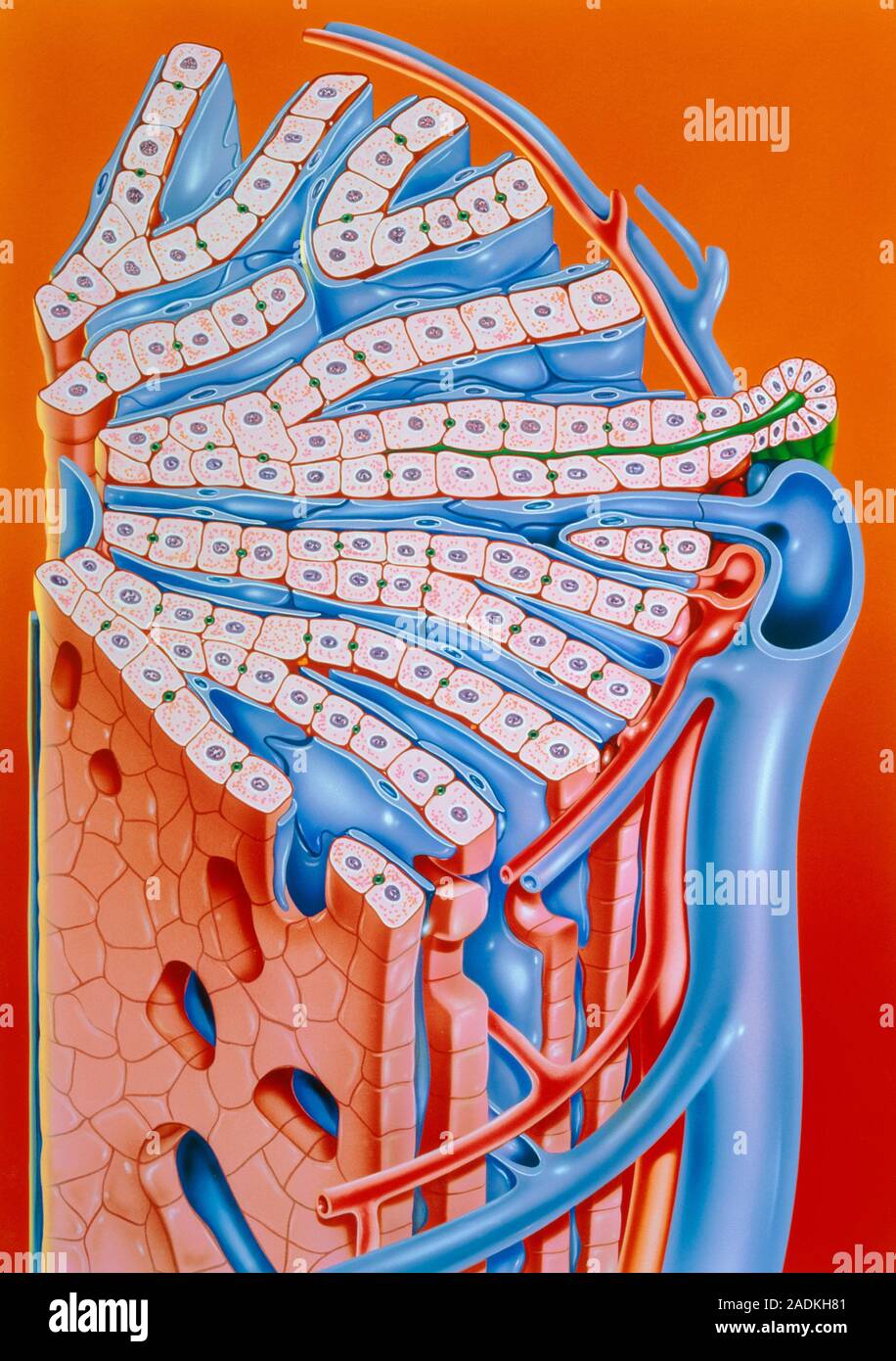Illustration of the structure of the liver. The liver regulates the ...