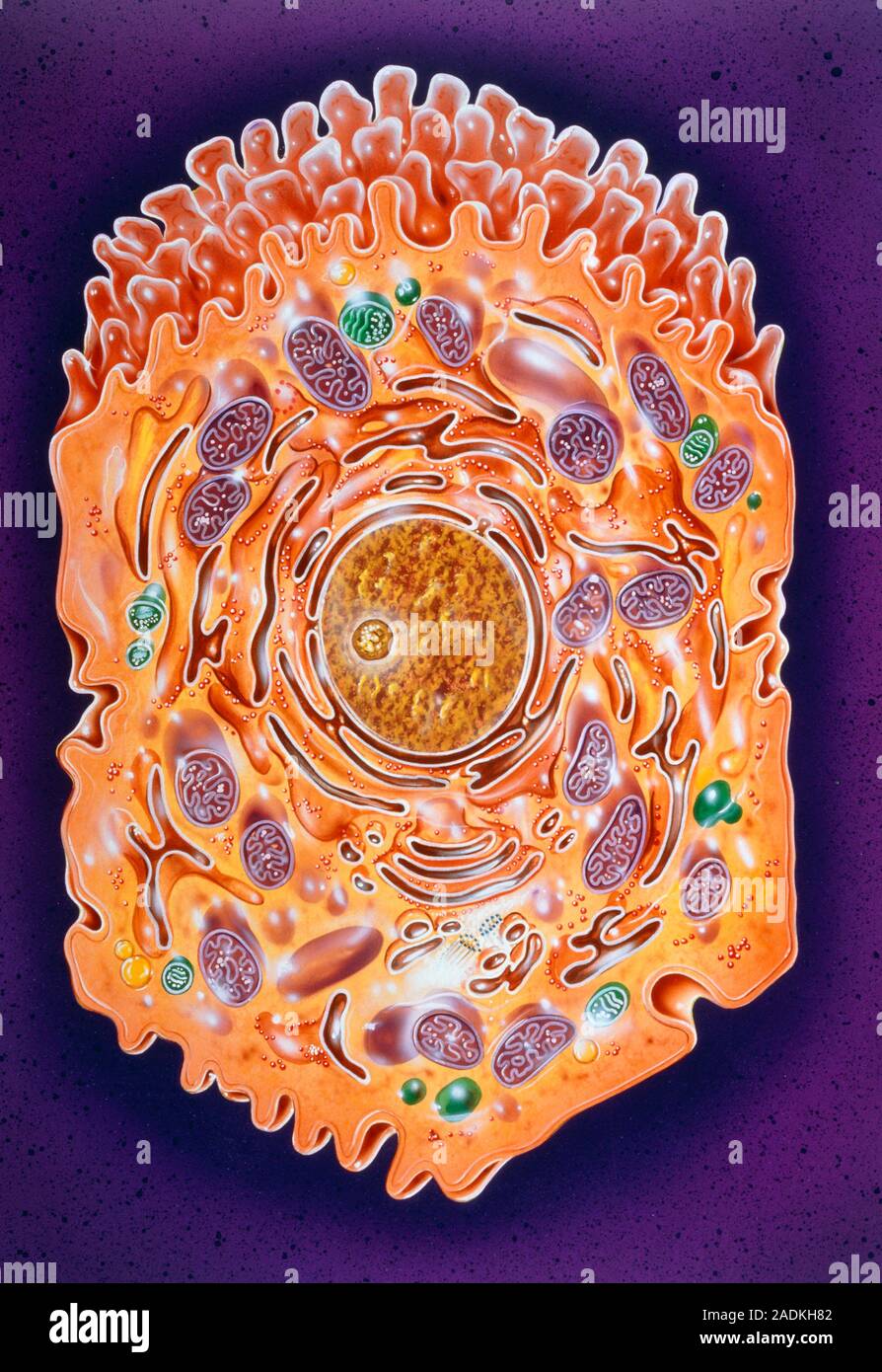 Illustration of a liver cell, or hepatocyte. Cells in the liver are ...