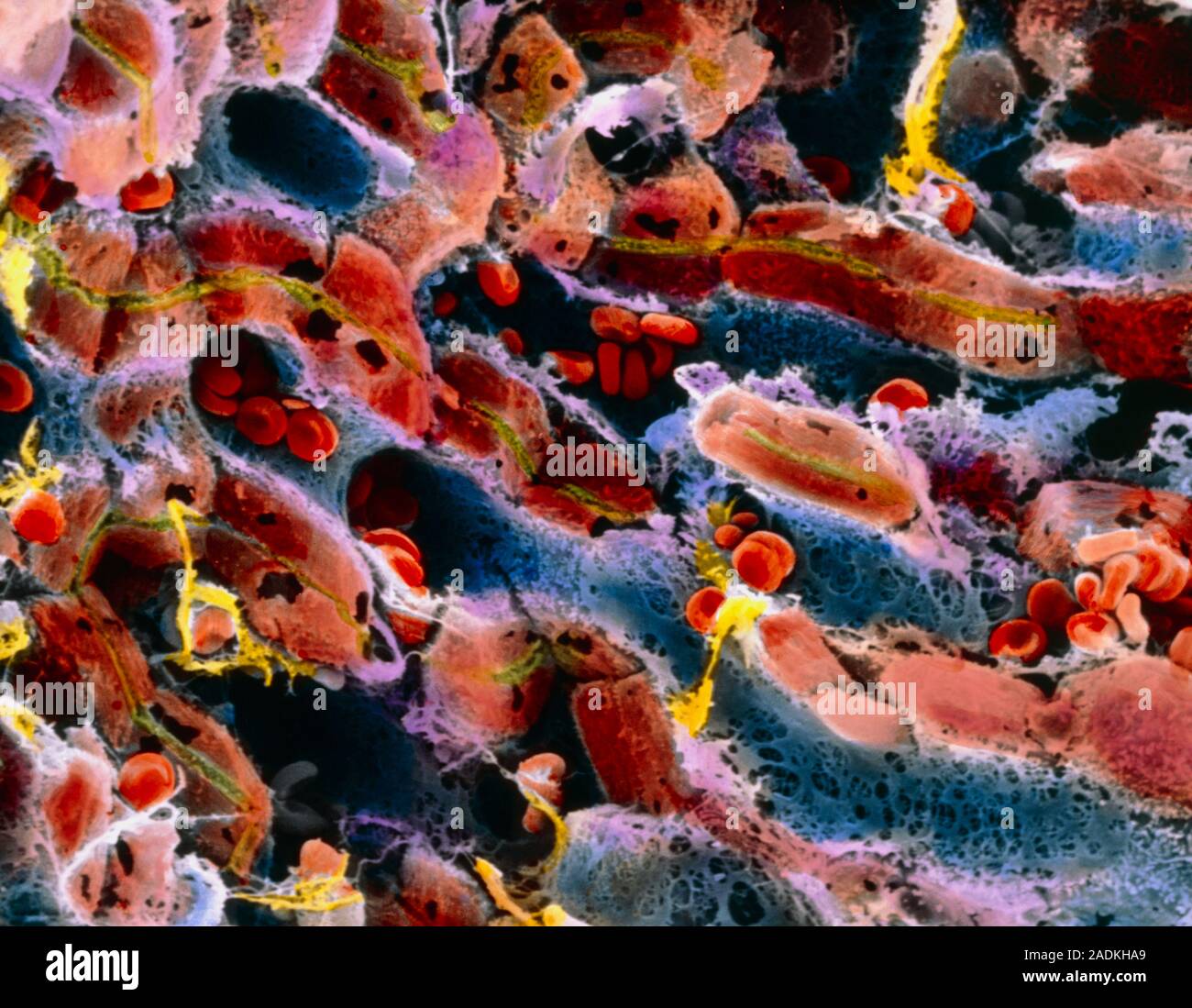 False-colour scanning electron micrograph (SEM) of the cell structure ...