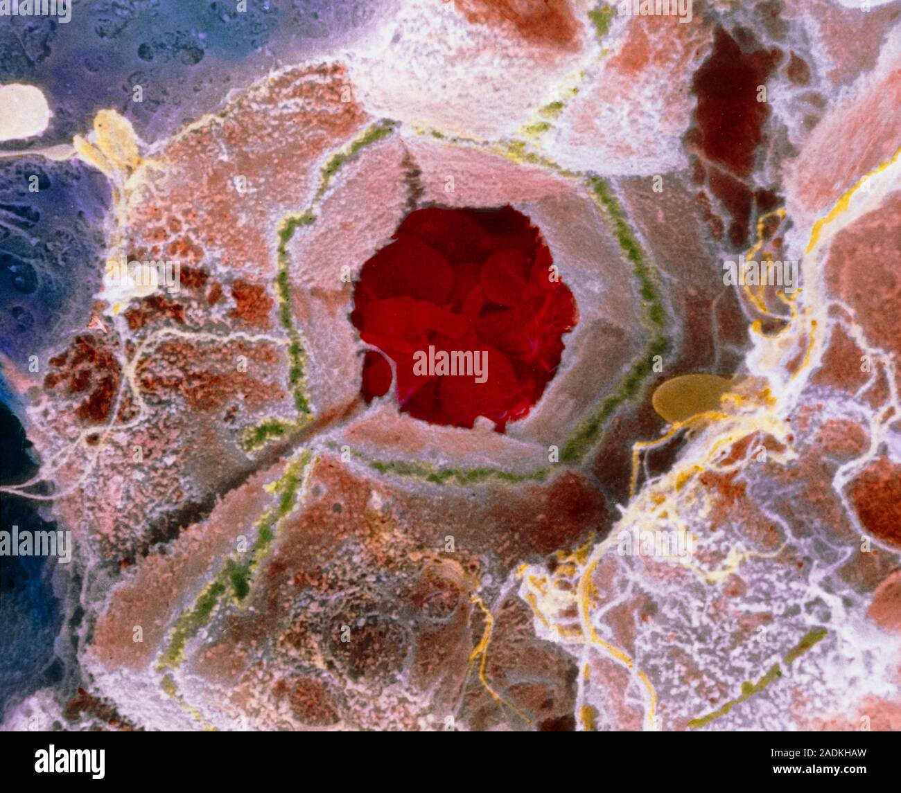 False-colour scanning electron micrograph (SEM) of the cell structure ...