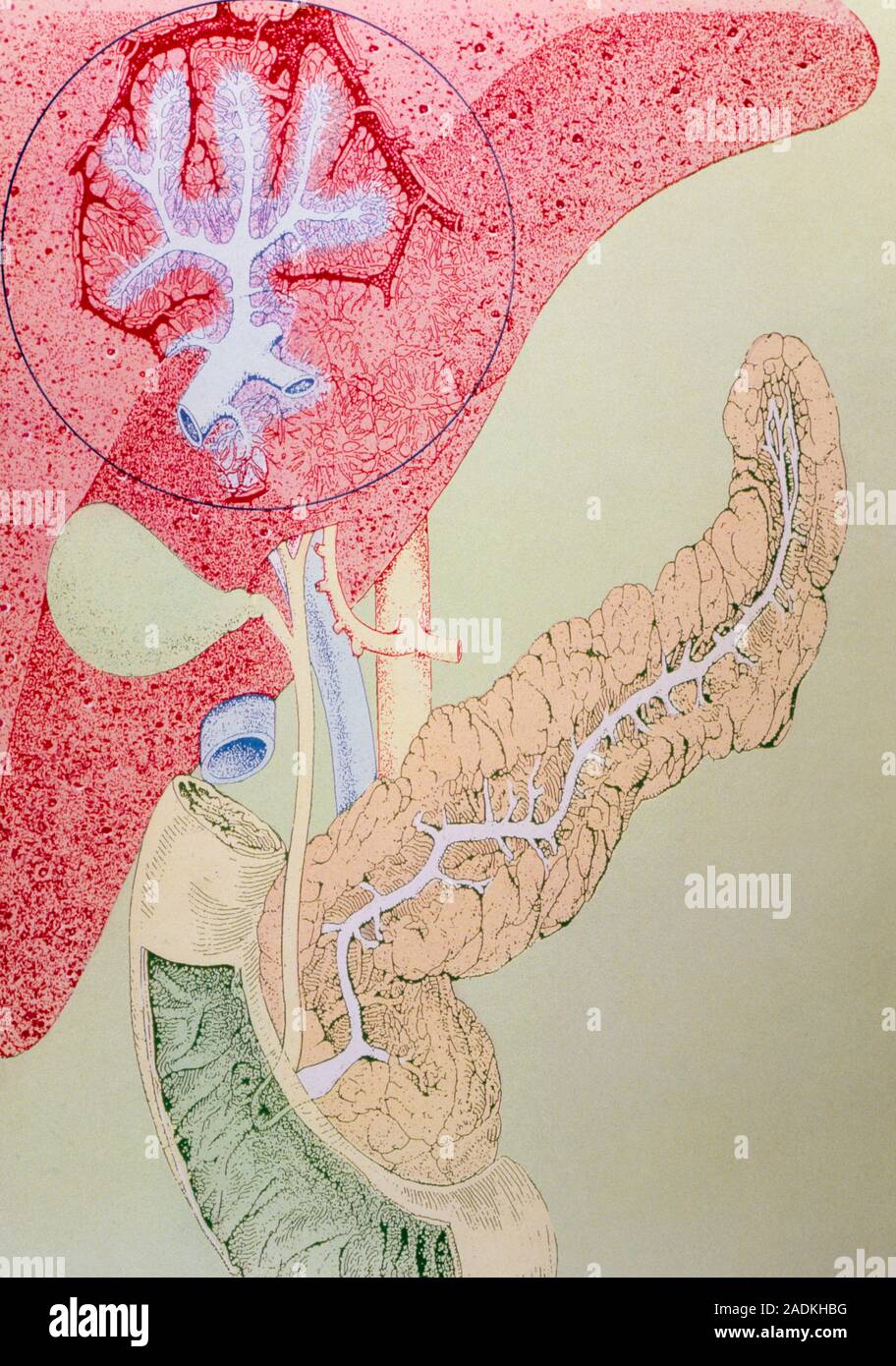Liver and pancreas. Artwork of the liver, gall bladder, bile duct ...