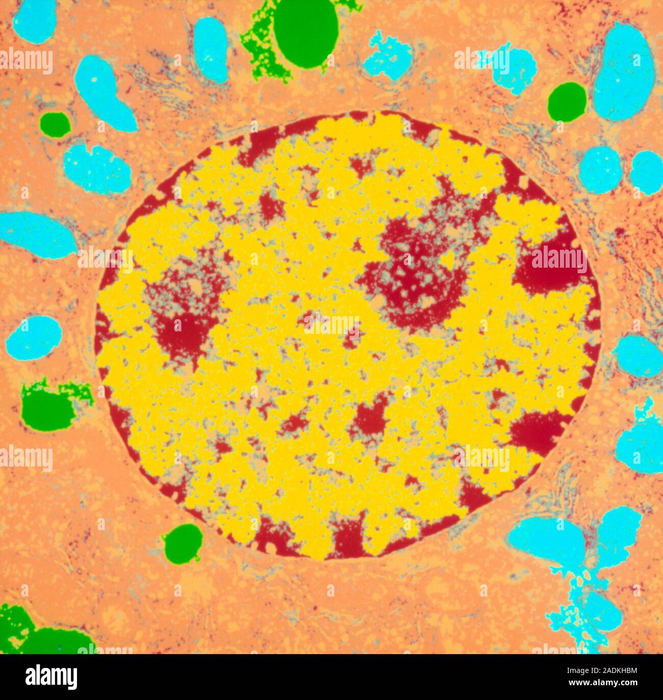 Liver cell. Coloured transmission electron micrograph (TEM) of a ...