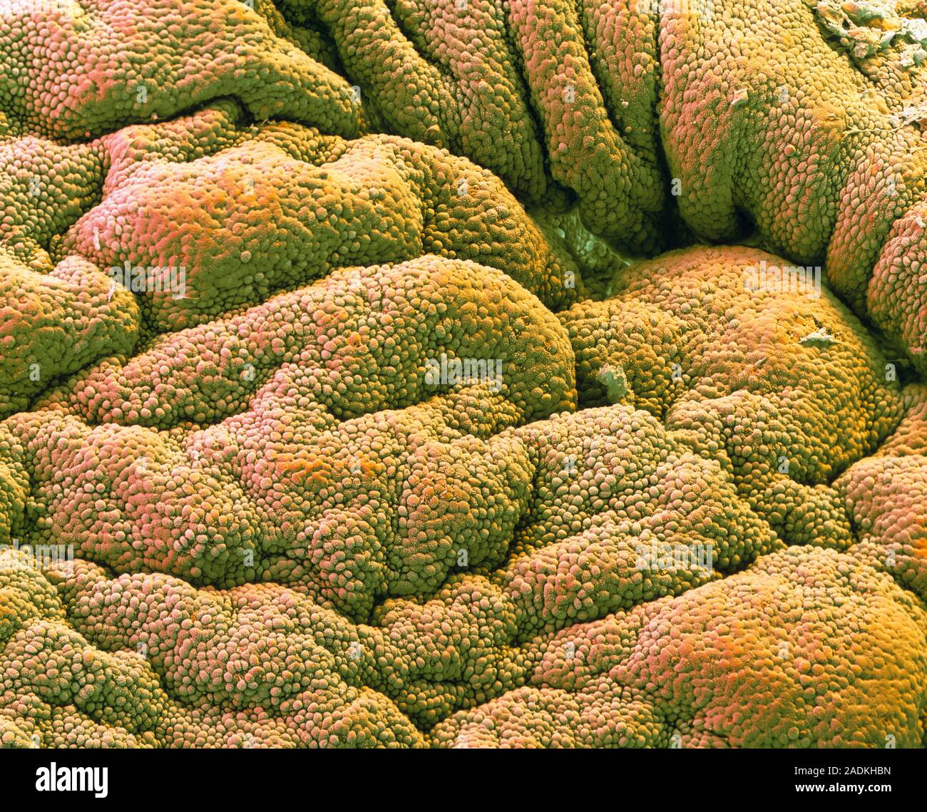 Gall bladder. Coloured scanning electron micrograph (SEM) of the lining ...