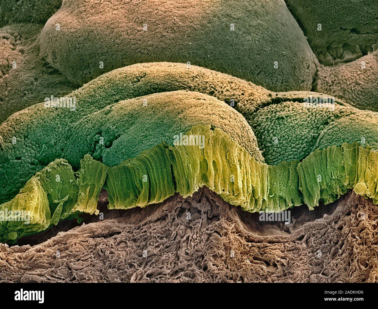 Bile duct. Coloured scanning electron micrograph (SEM) of a fractured ...