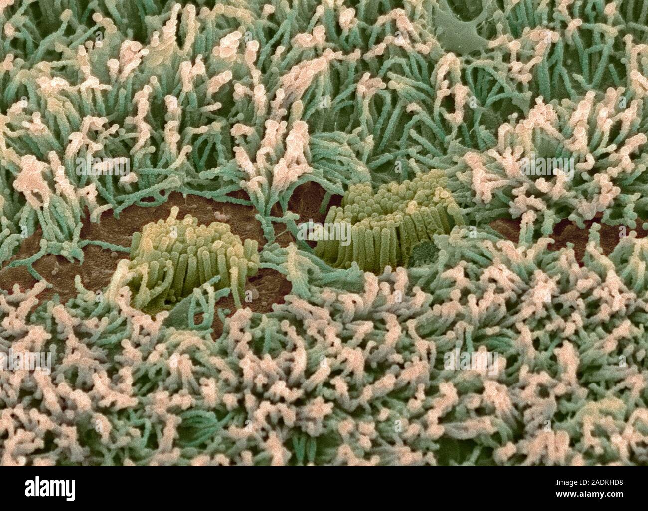 Bile duct. Coloured scanning electron micrograph (SEM) of cilia (green ...
