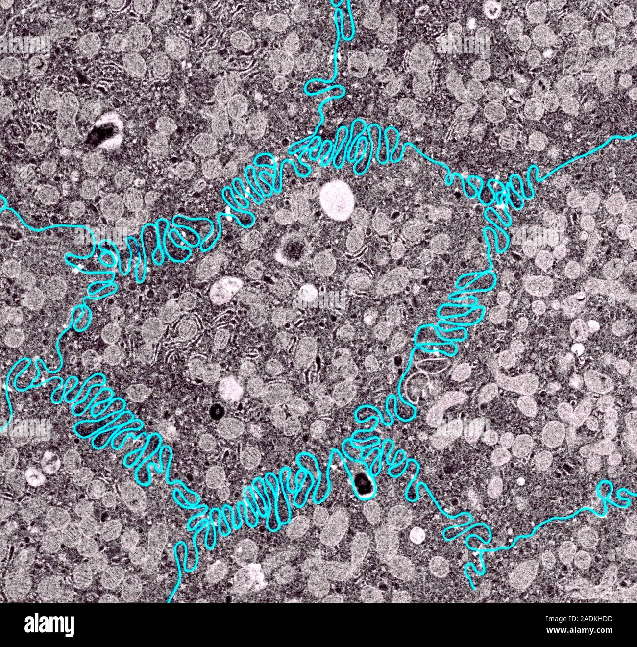 Liver cells. Coloured transmission electron micrograph (TEM) of cells ...
