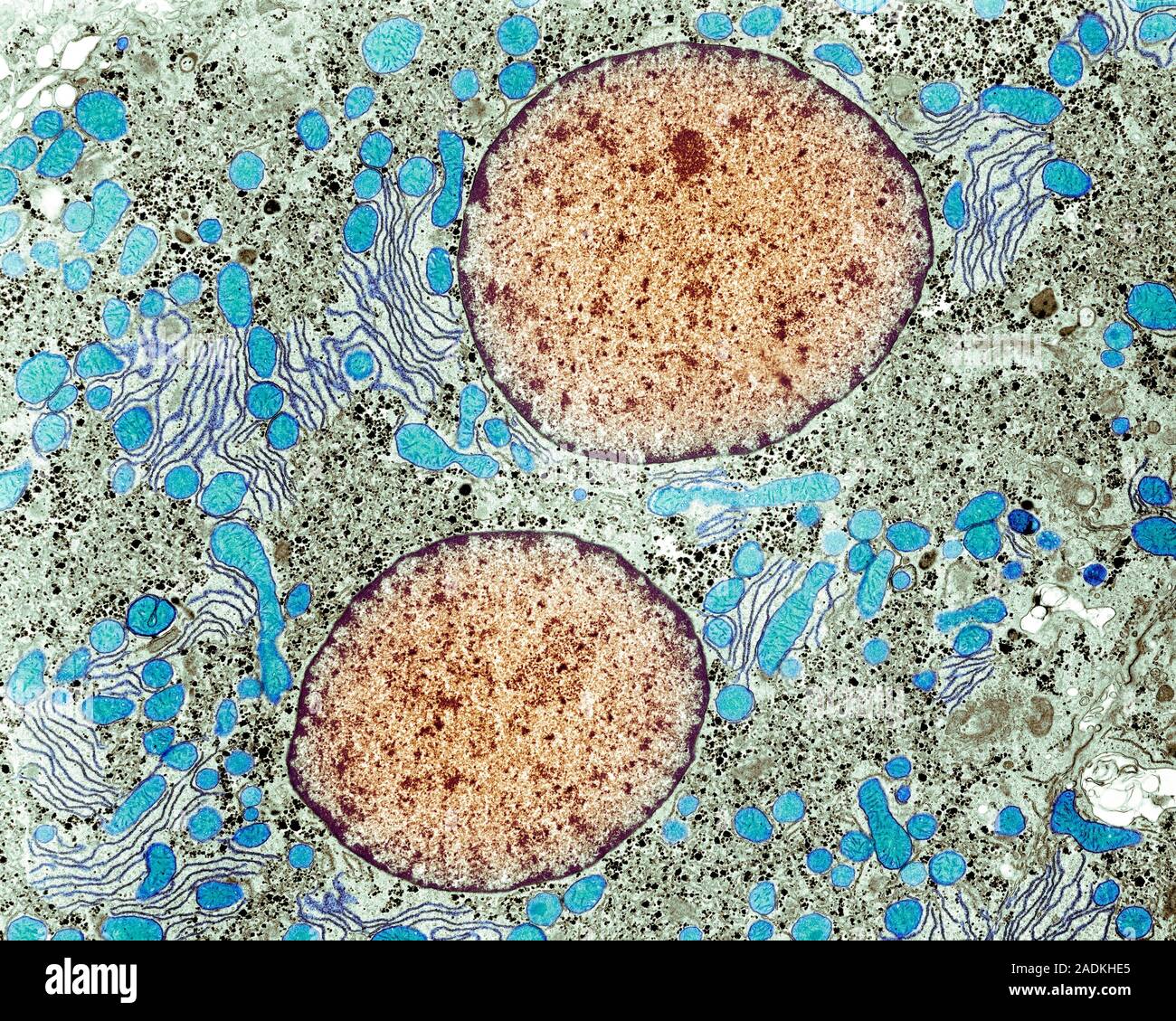 Liver cell, coloured transmission electron micrograph (TEM). A healthy ...