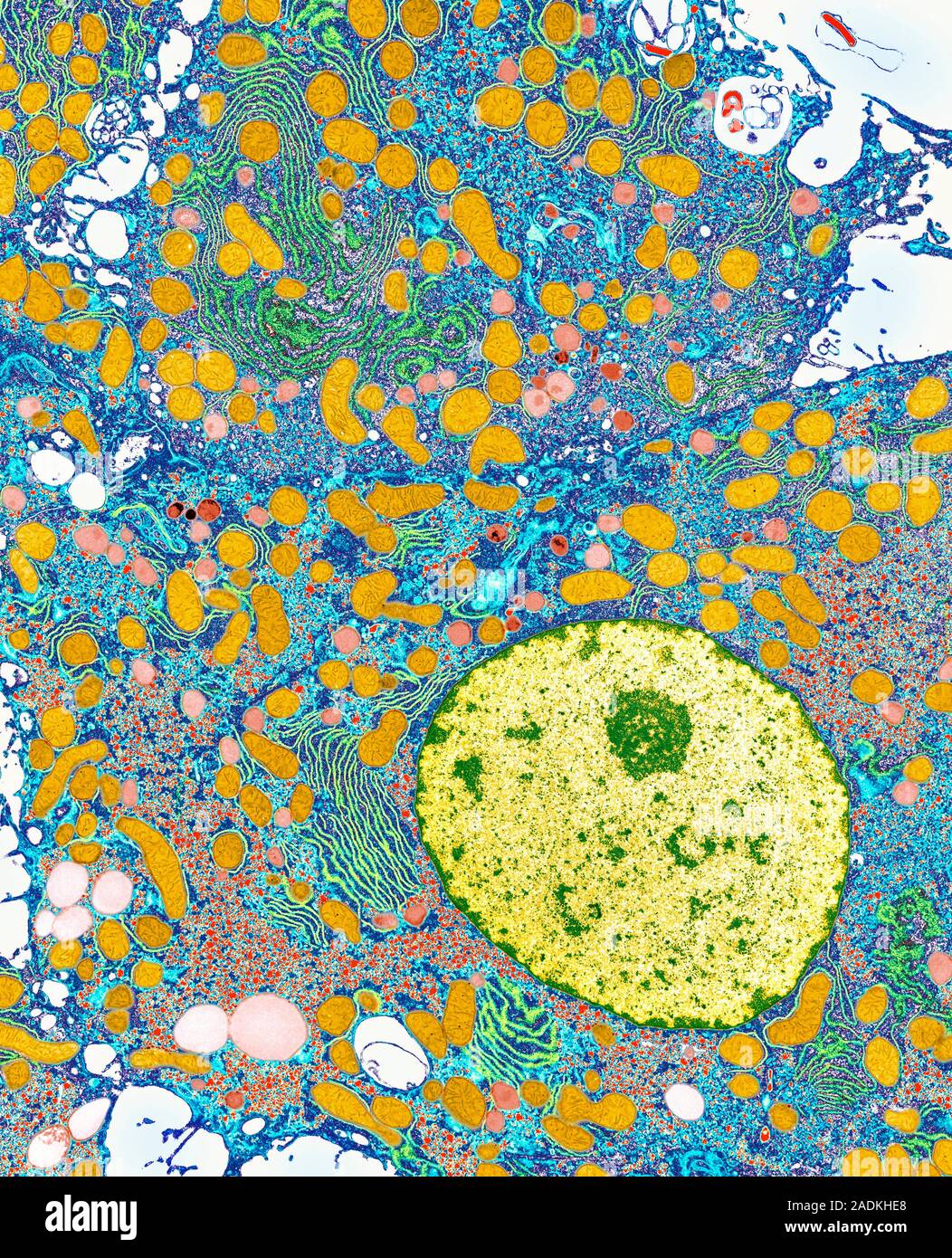 Liver cells. Coloured electron micrograph (TEM) of two liver cells ...