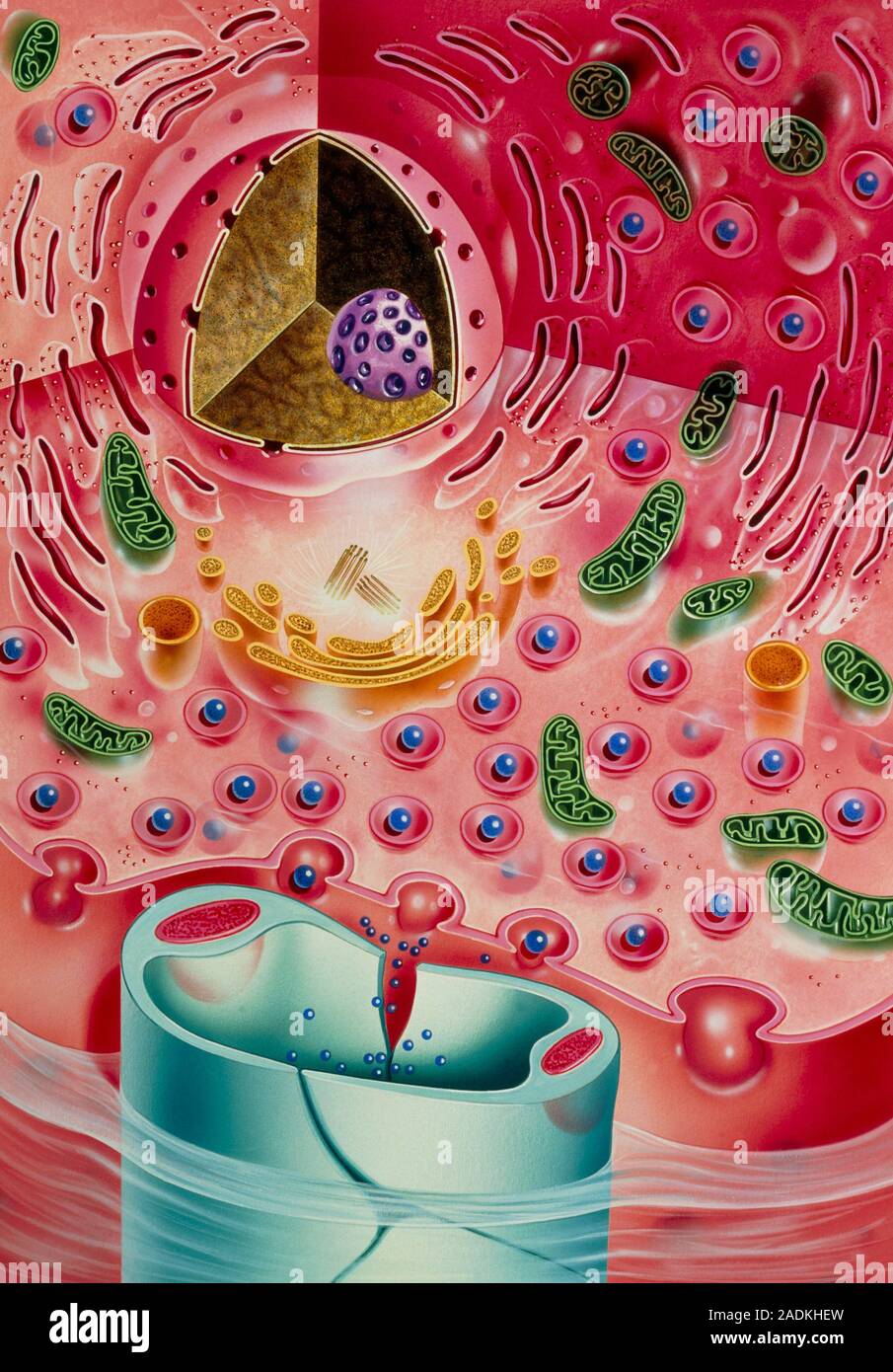Illustration of the synthesis & secretion of insulin from a beta cell ...