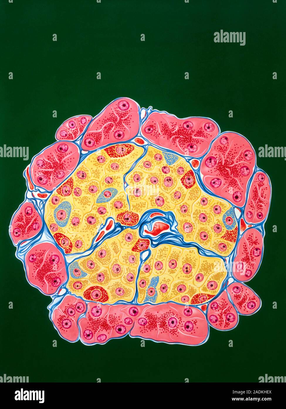 Pancreatic Acini Histochemistery Of Pancreas. (A) Pancreatic Cells
