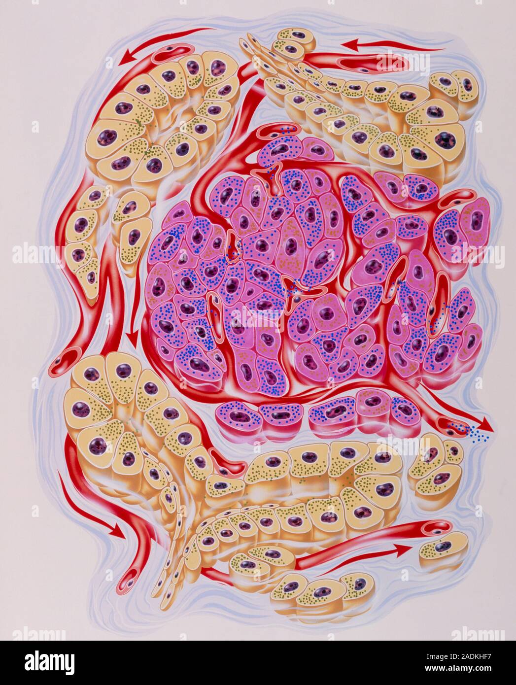 Pancreas. Illustration of the secretory cells of the human pancreas ...