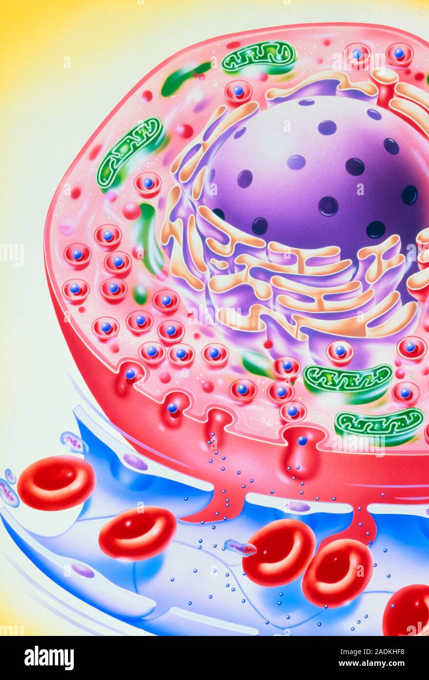 Insulin production. Illustration of insulin prod- uction in a beta cell ...