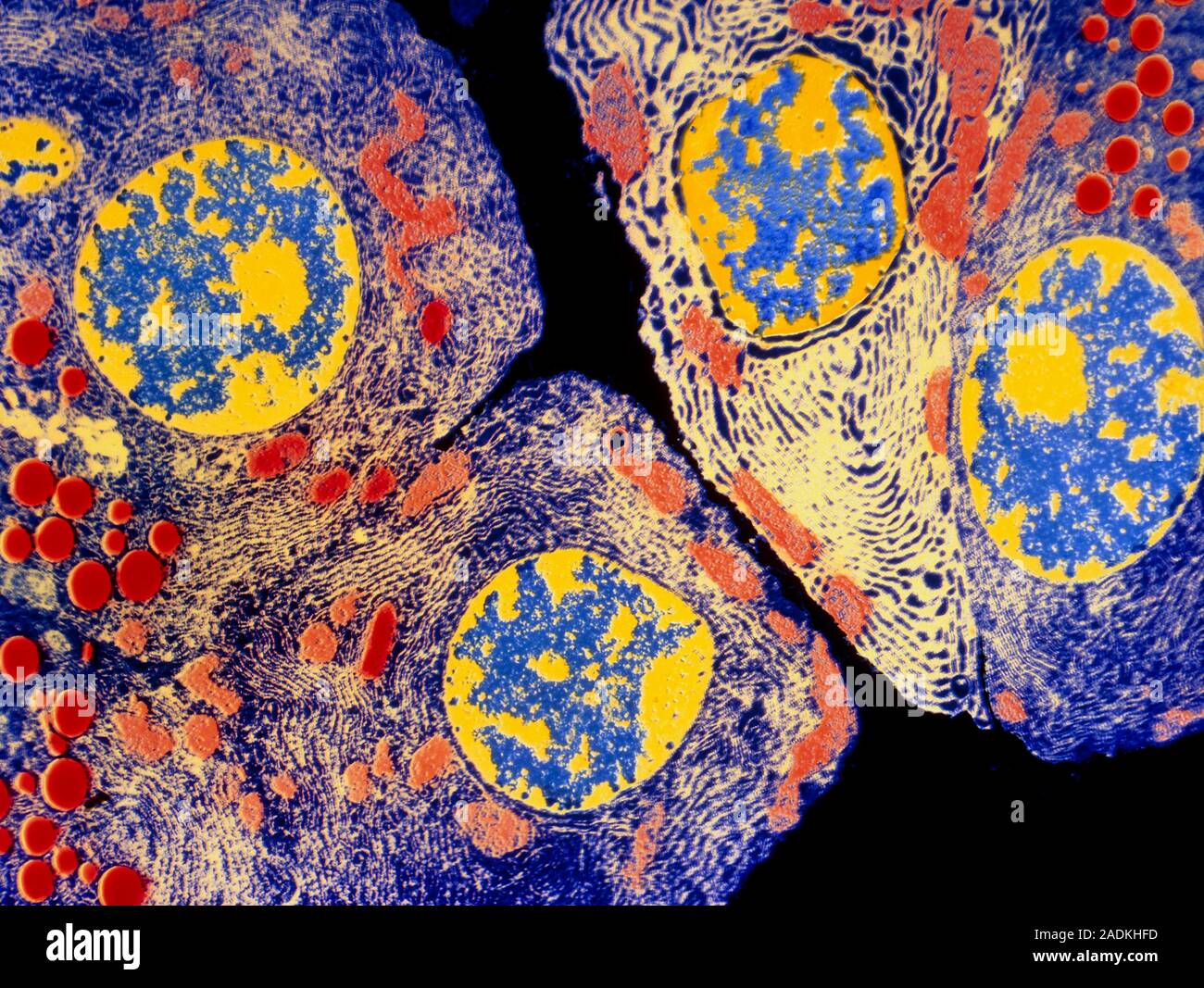 Pancreatic acinar cell. Coloured transmission electron micrograph (TEM ...