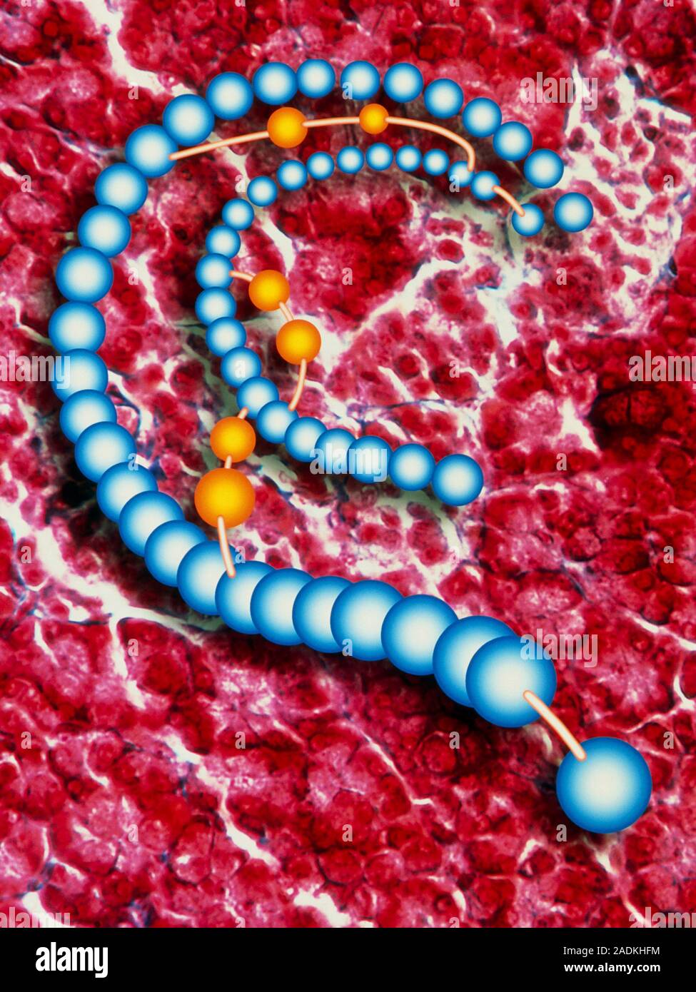 Pancreas and insulin. Light micrograph of a cross section through ...