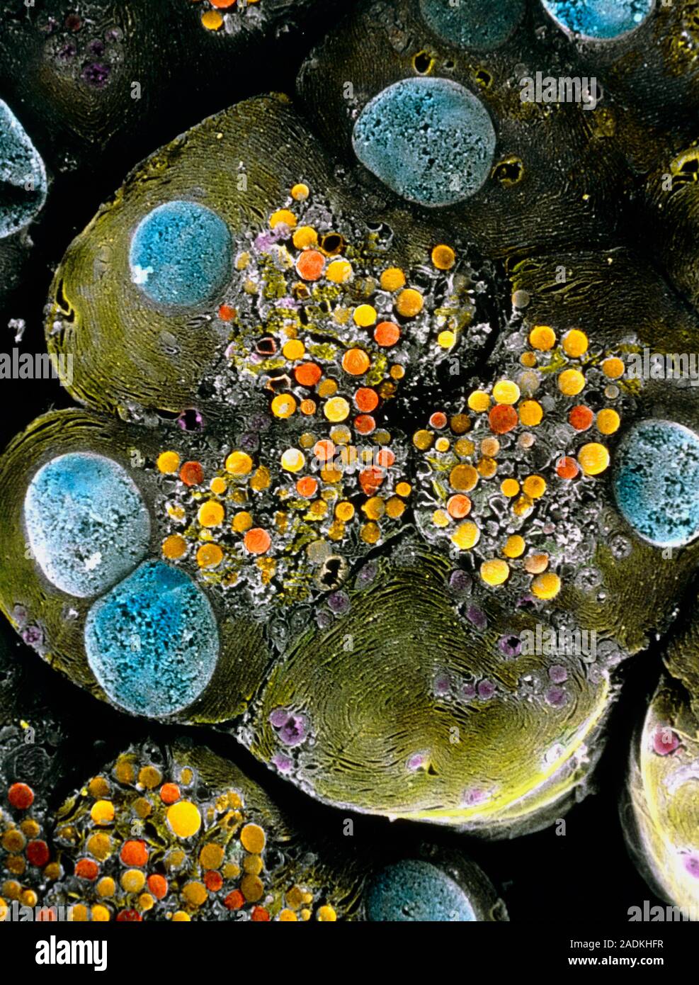 Pancreatic acinus. Coloured high resolution scanning electron ...