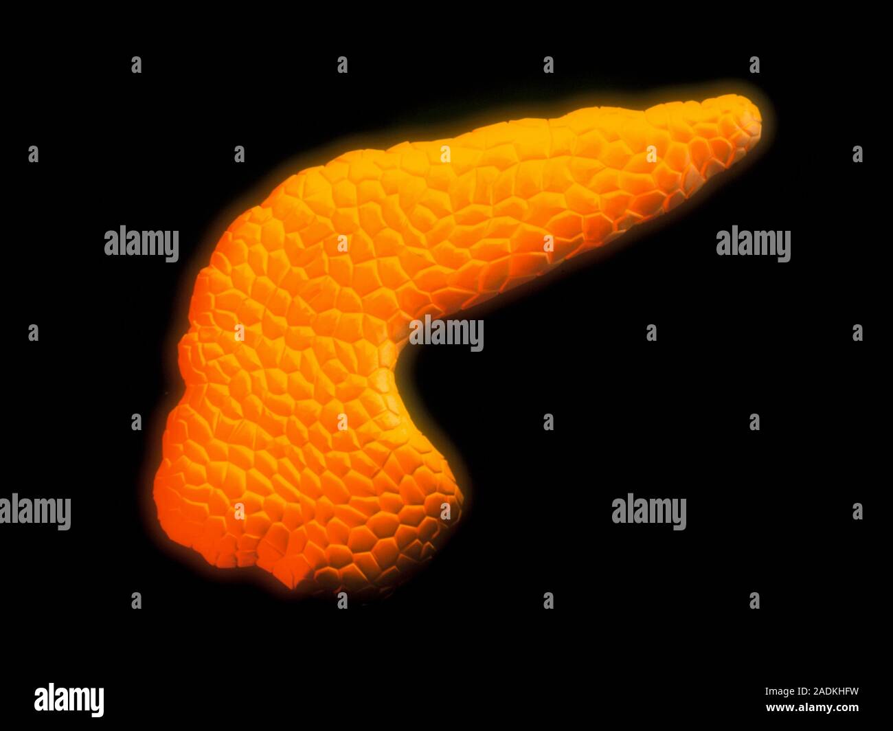 Pancreas. Computer artwork of a human pancreas. The pancreas contains ...
