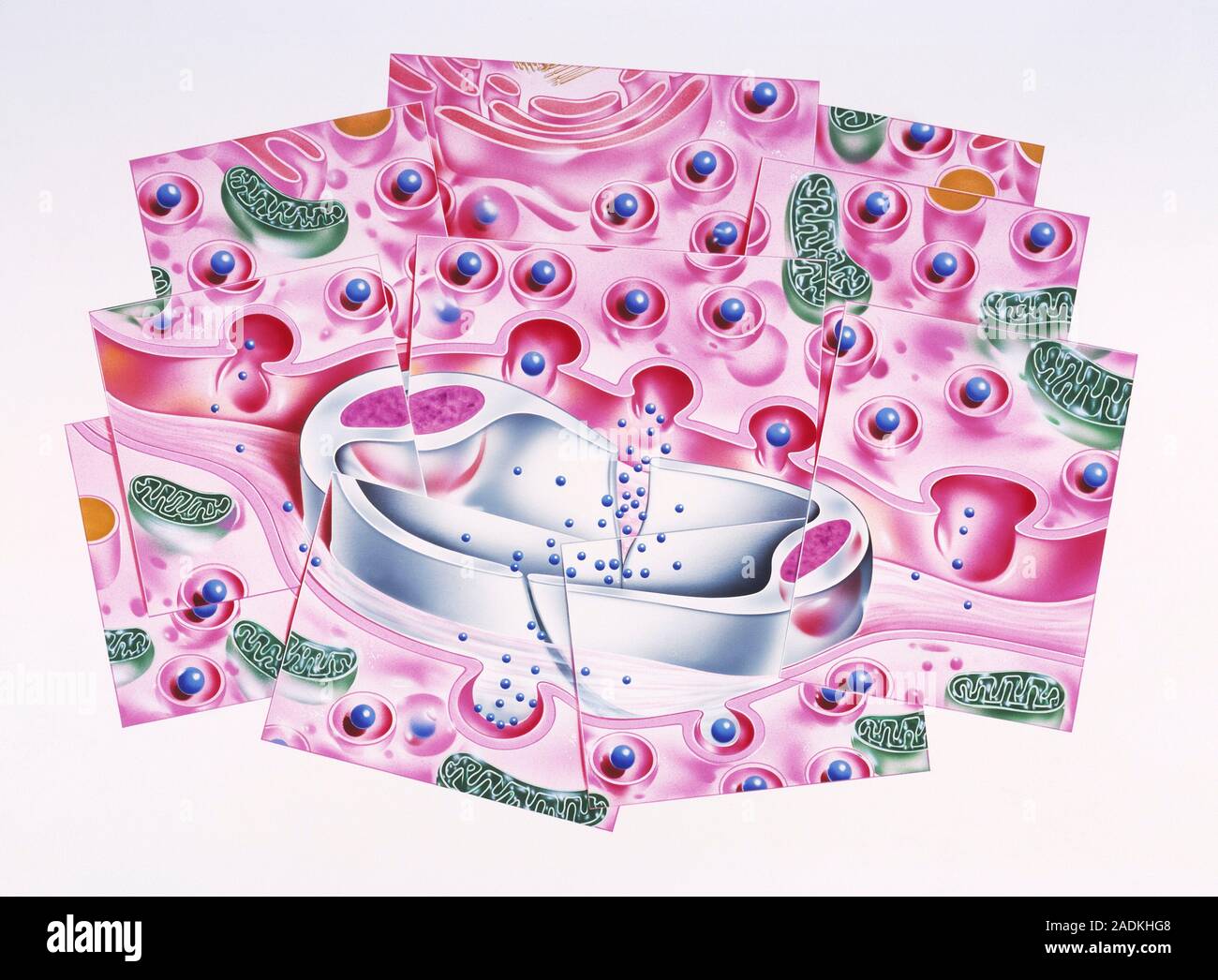 Insulin production. Artwork of a section through beta cells secreting ...