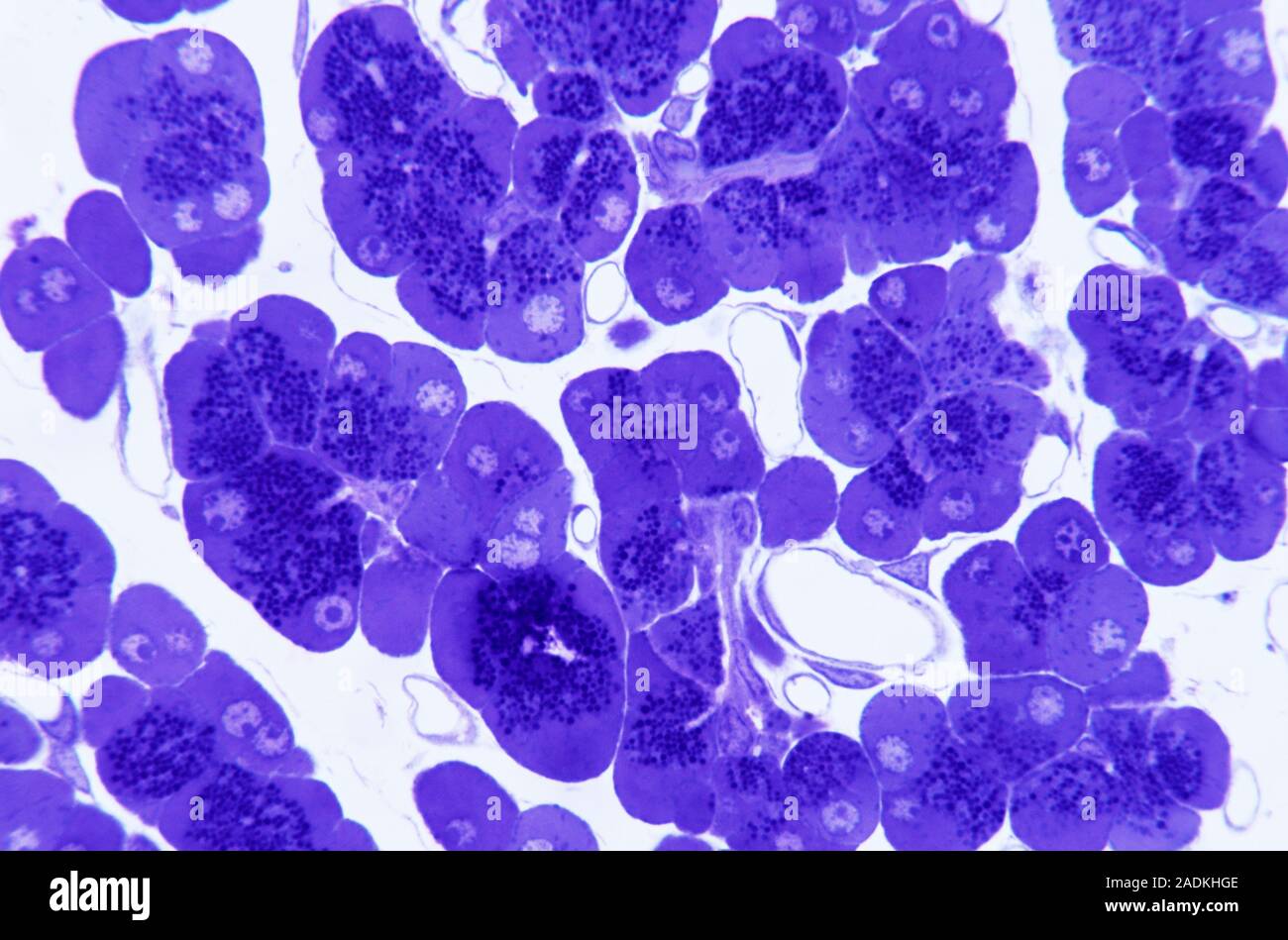 Pancreatic cells. Light micrograph of enzyme- secreting cells of the ...
