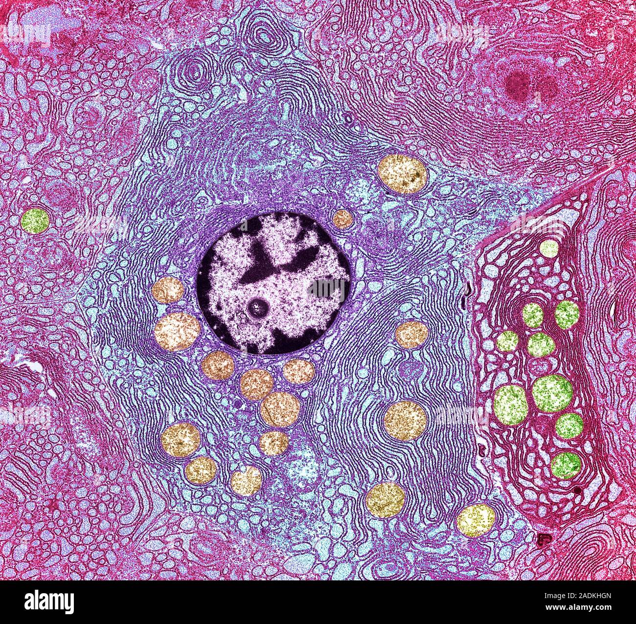 Pancreas cell. Coloured transmission electron micrograph (TEM) of an ... Pancreas cell. Coloured transmission electron micrograph (TEM) of an ...