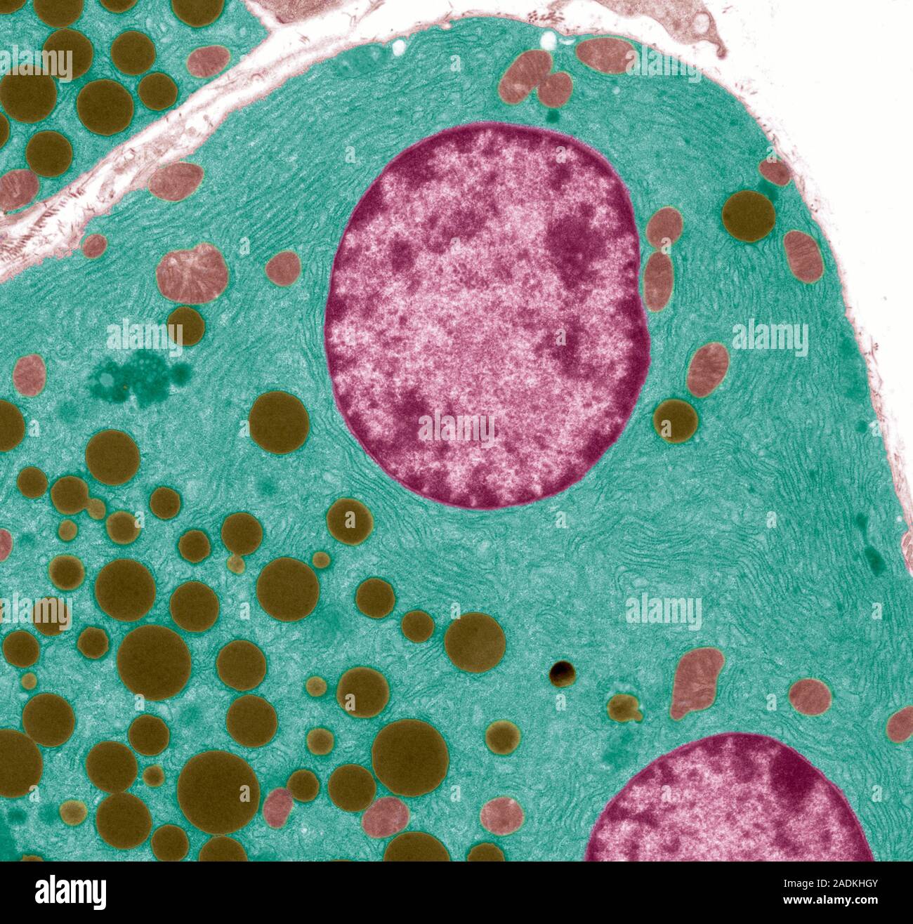 Pancreatic cell. Coloured transmission electron micrograph (TEM) of ... Pancreatic cell. Coloured transmission electron micrograph (TEM) of ...