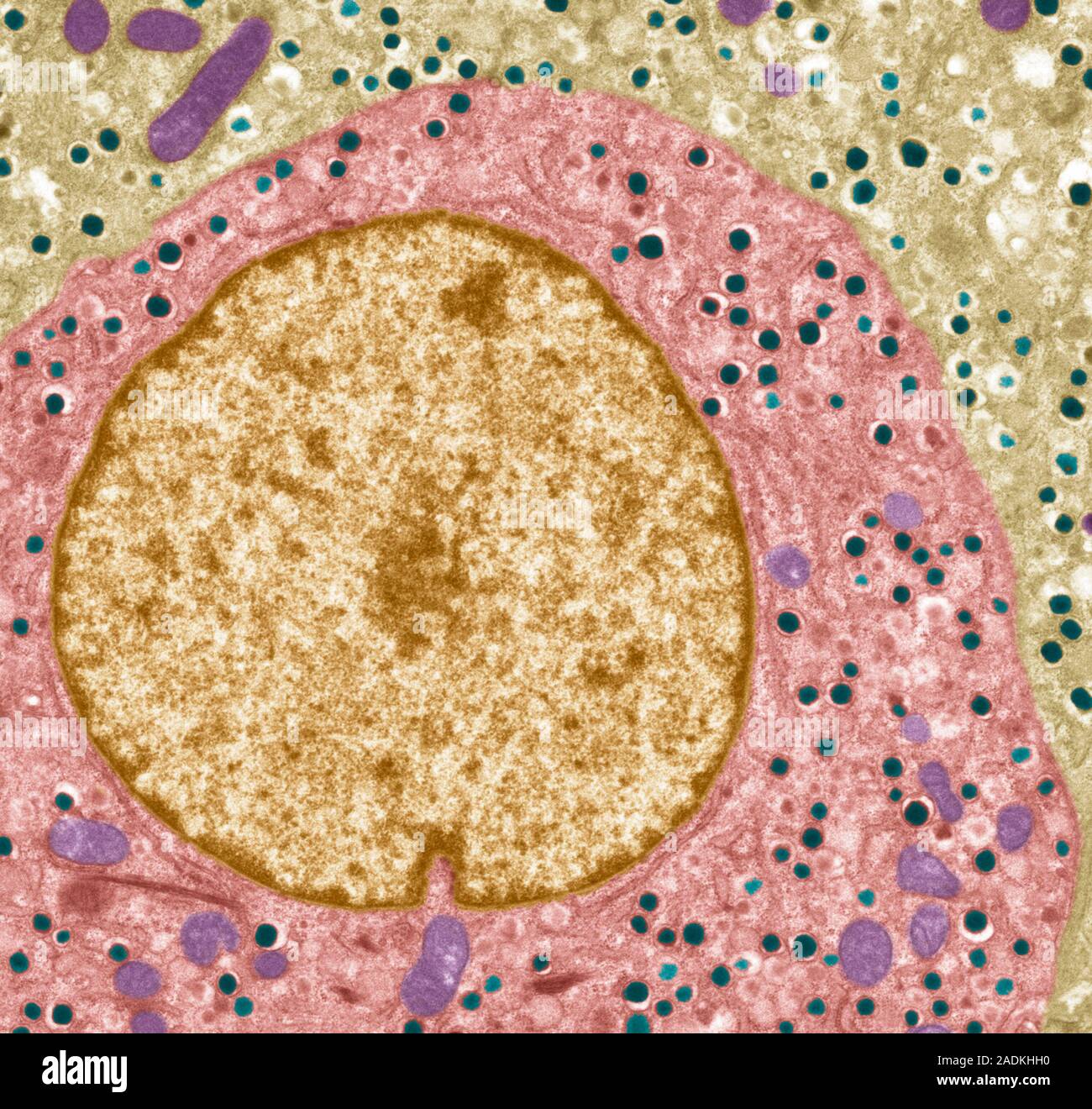 Pancreatic alpha cell. Coloured transmission electron micrograph (TEM ...