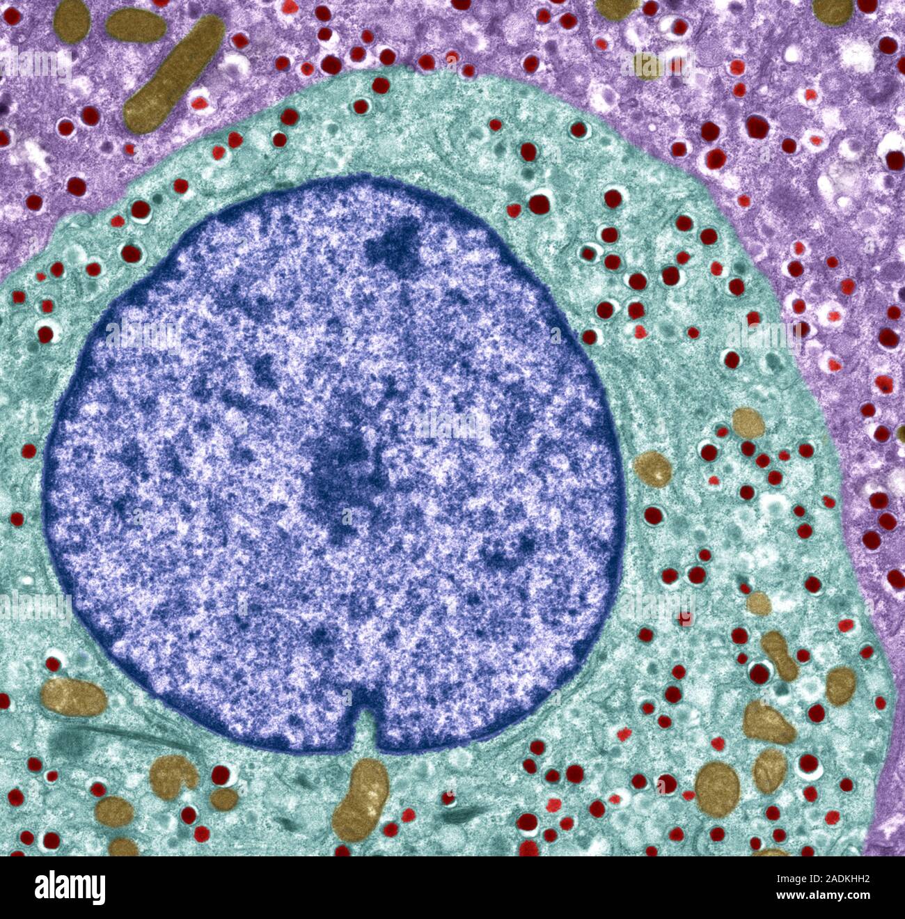 Pancreatic alpha cell. Coloured transmission electron micrograph (TEM) of a hormone-secreting ...