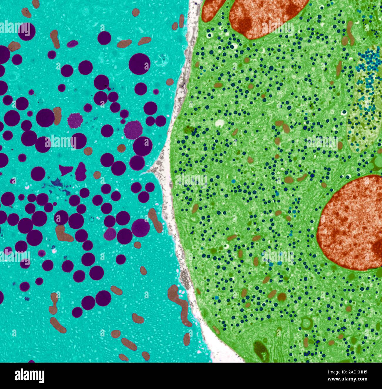 Pancreatic cells. Coloured transmission electron micrograph (TEM) of an ... Pancreatic cells. Coloured transmission electron micrograph (TEM) of an ...