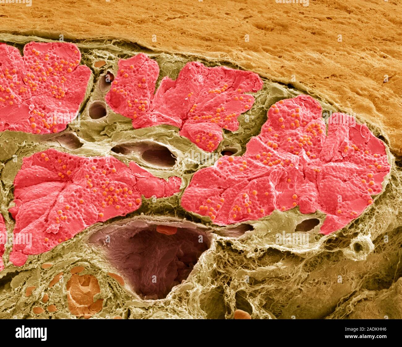 Pancreas tissue. Coloured scanning electron micrograph (SEM) of ...
