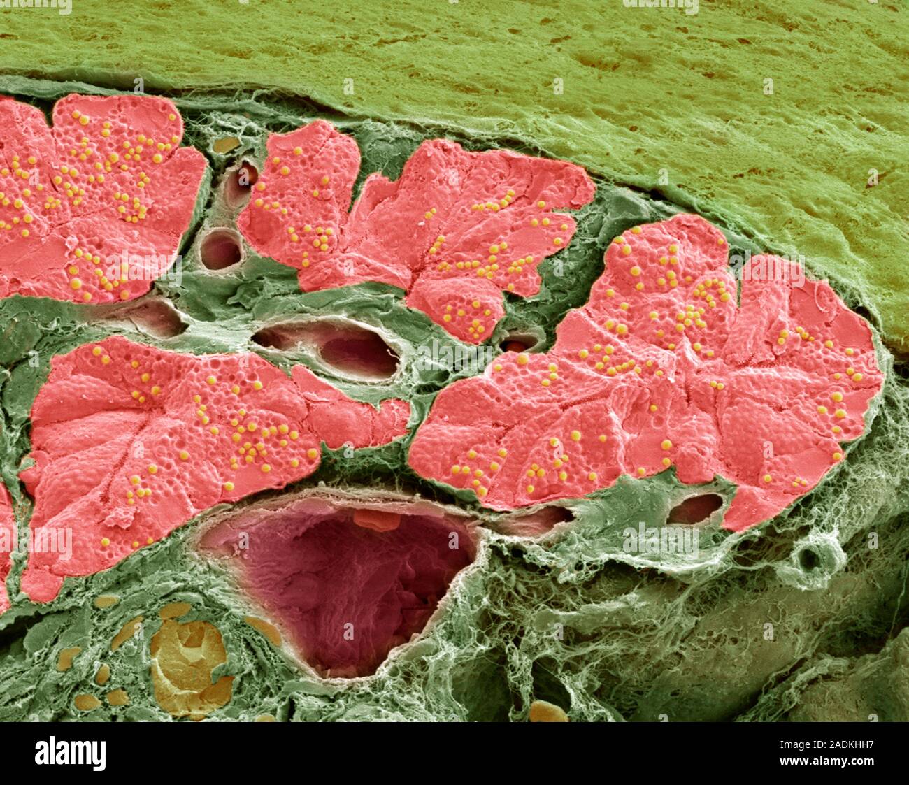 Pancreas tissue. Coloured scanning electron micrograph (SEM) of ...