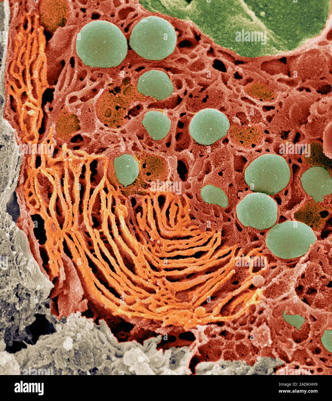 Pancreas cell. Coloured scanning electron micrograph (SEM) of an acinar ...