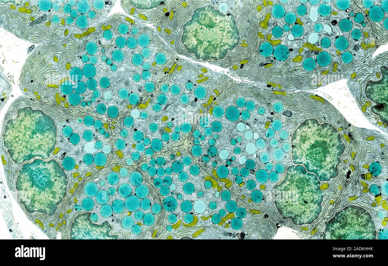 Pancreatic secretory cells. Coloured transmission electron micrograph ...