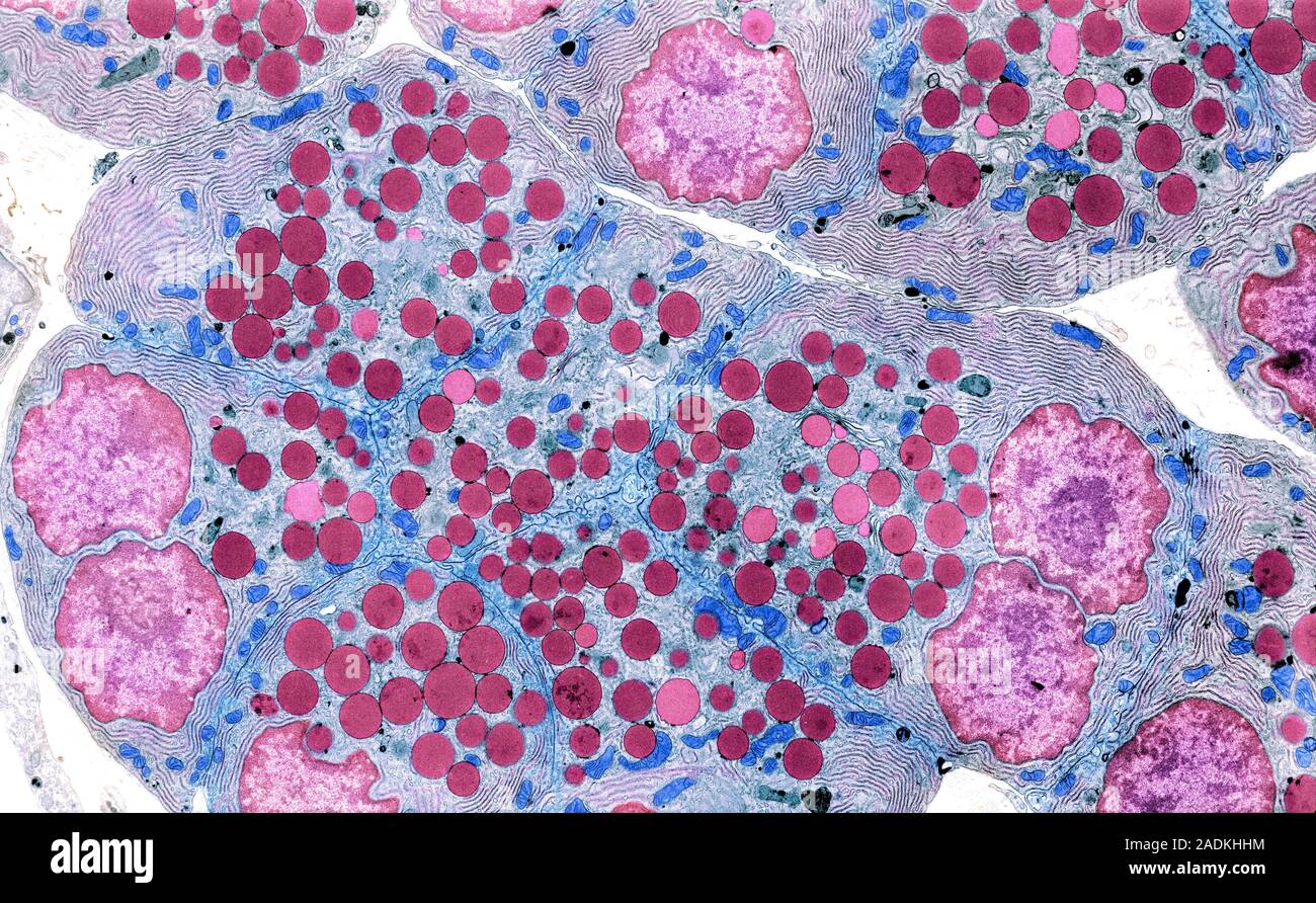 Pancreatic secretory cells. Coloured transmission electron micrograph ...
