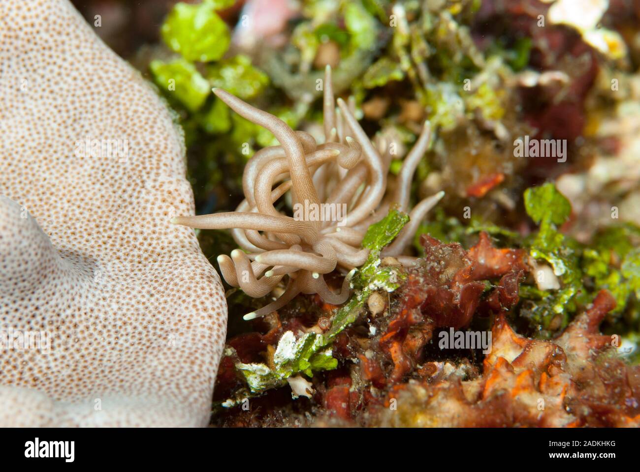 Phyllodesmium briareum hi-res stock photography and images - Alamy