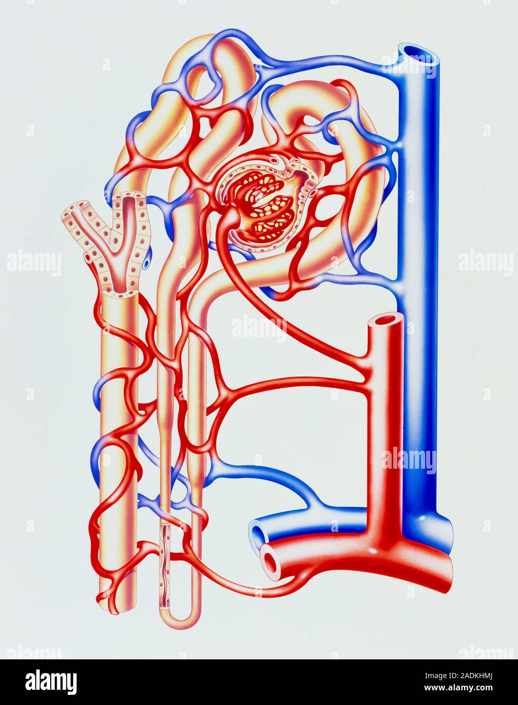 Nephron. Illustration of a nephron from the human kidney, surrounded by ...