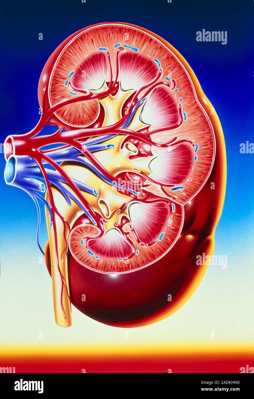 Kidney. Illustration of a section through a whole healthy human kidney ...