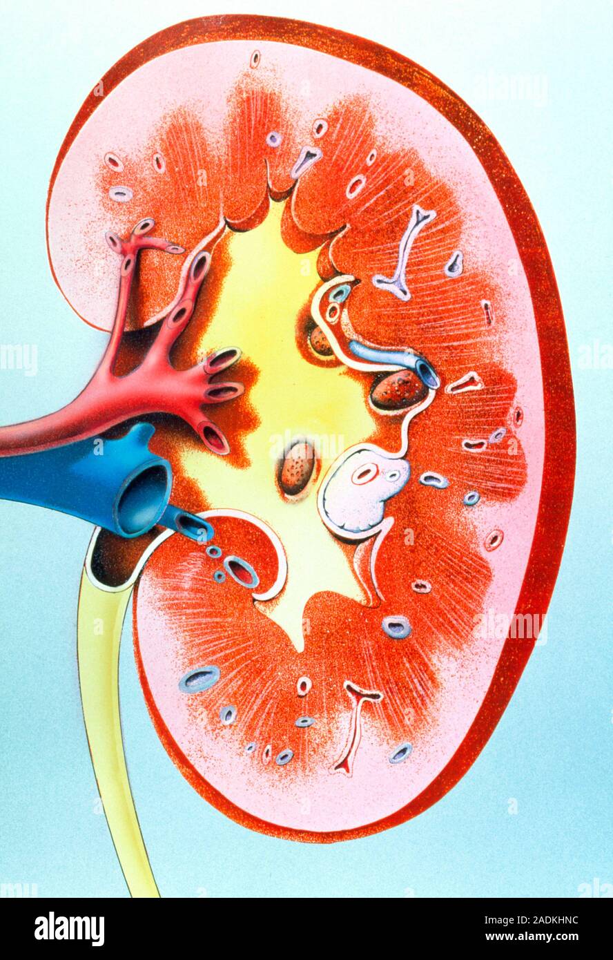 Kidney. Artwork of a longitudinal section through a human kidney. The ...
