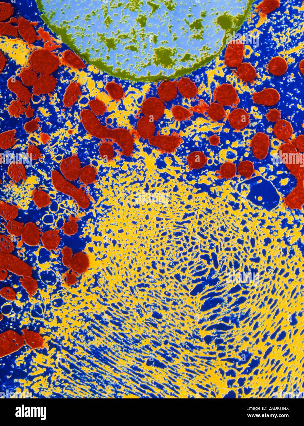 Kidney absorptive cell. Coloured transmission electron micrograph (TEM ...