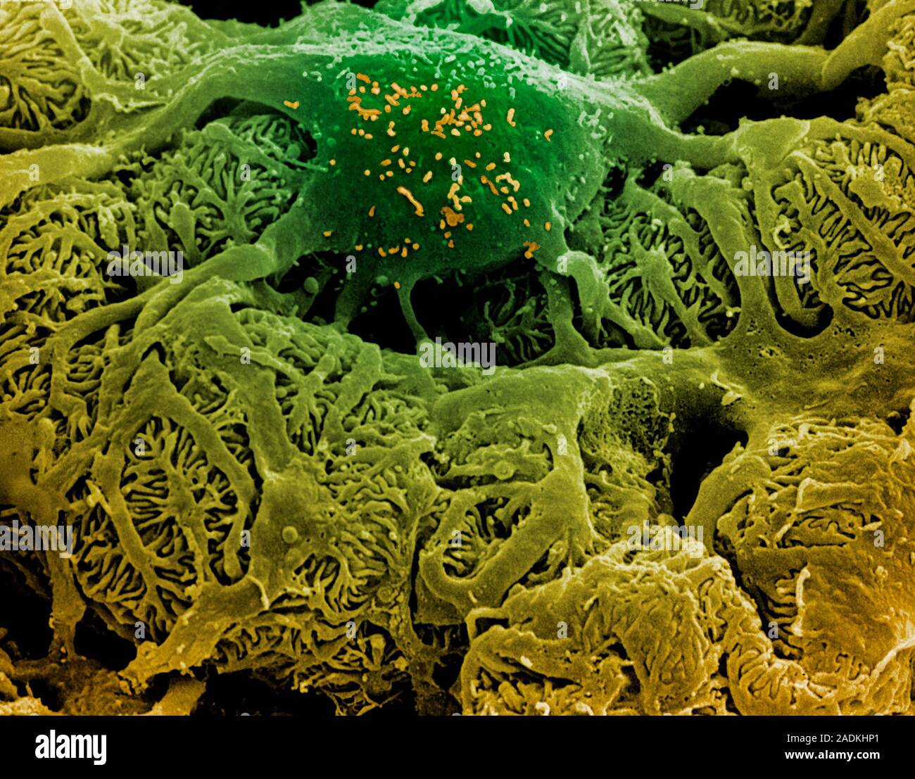 Kidney glomerulus. Coloured scanning electron micrograph (SEM) of ... Kidney glomerulus. Coloured scanning electron micrograph (SEM) of ...