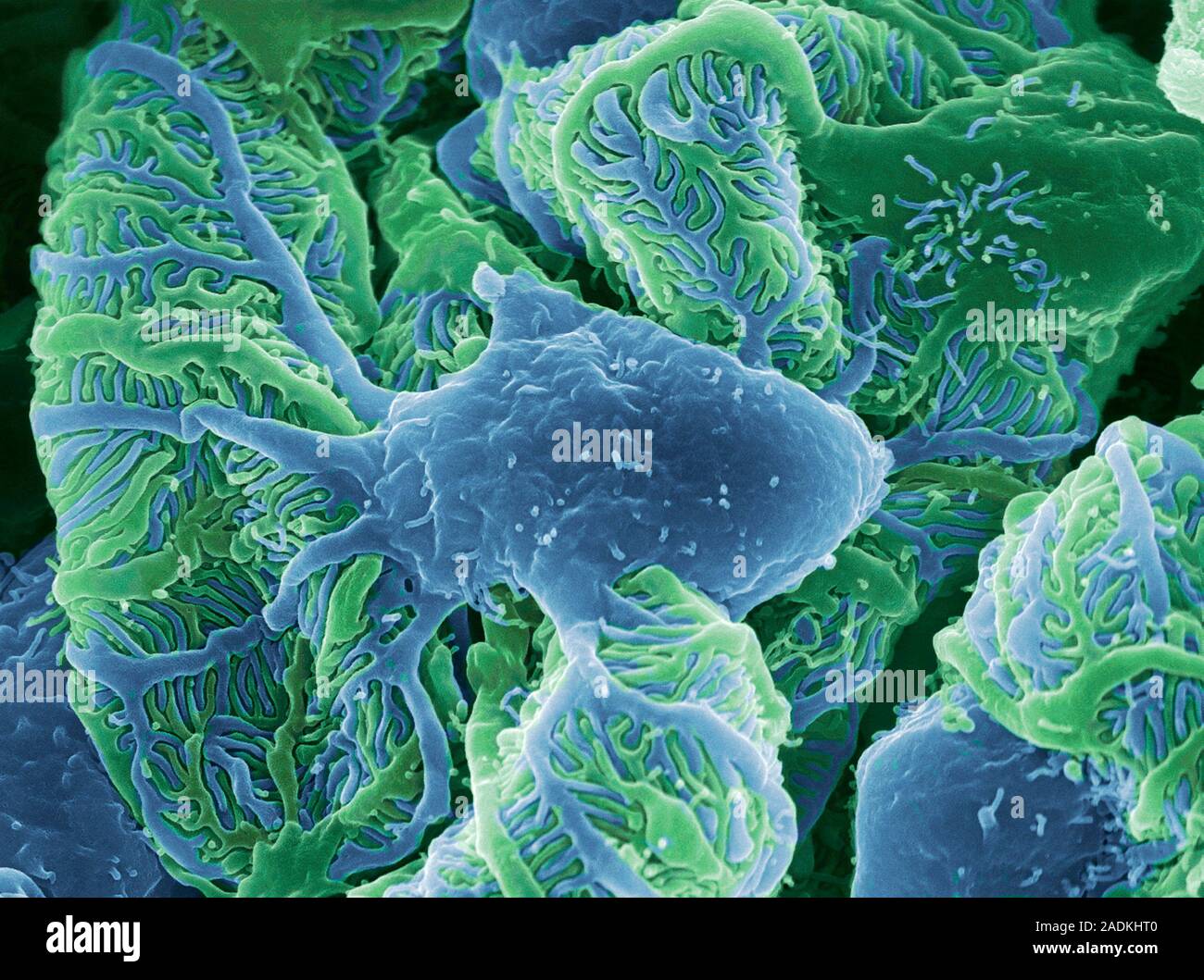 Kidney glomeruli. Coloured scanning electron micrograph (SEM) of tissue ...