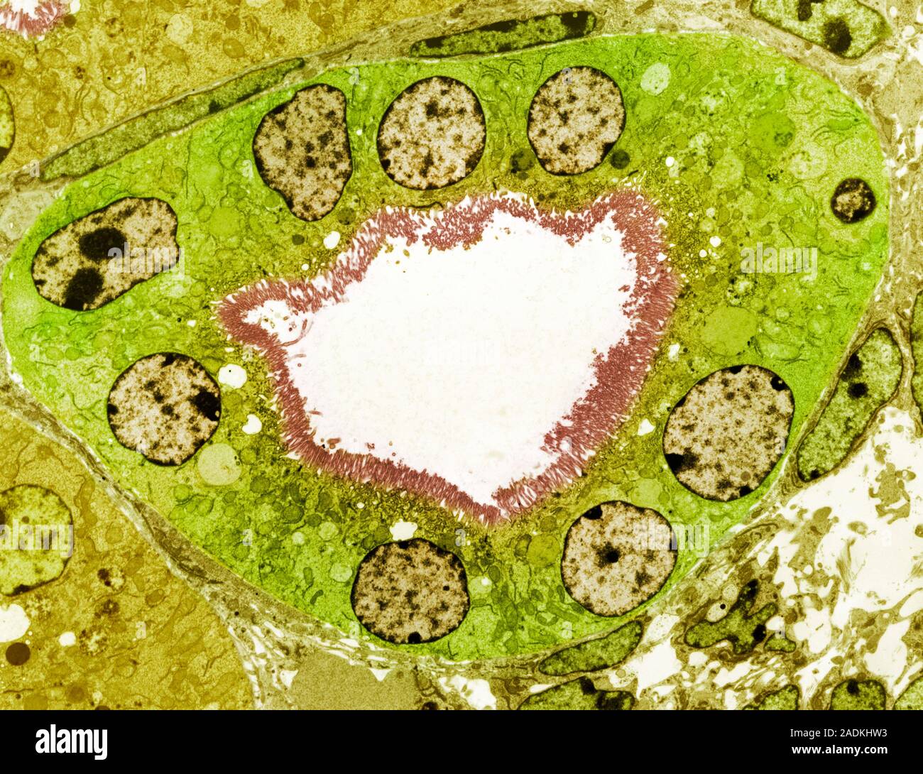 Kidney tubule. Coloured transmission electron micrograph (TEM) of a ...
