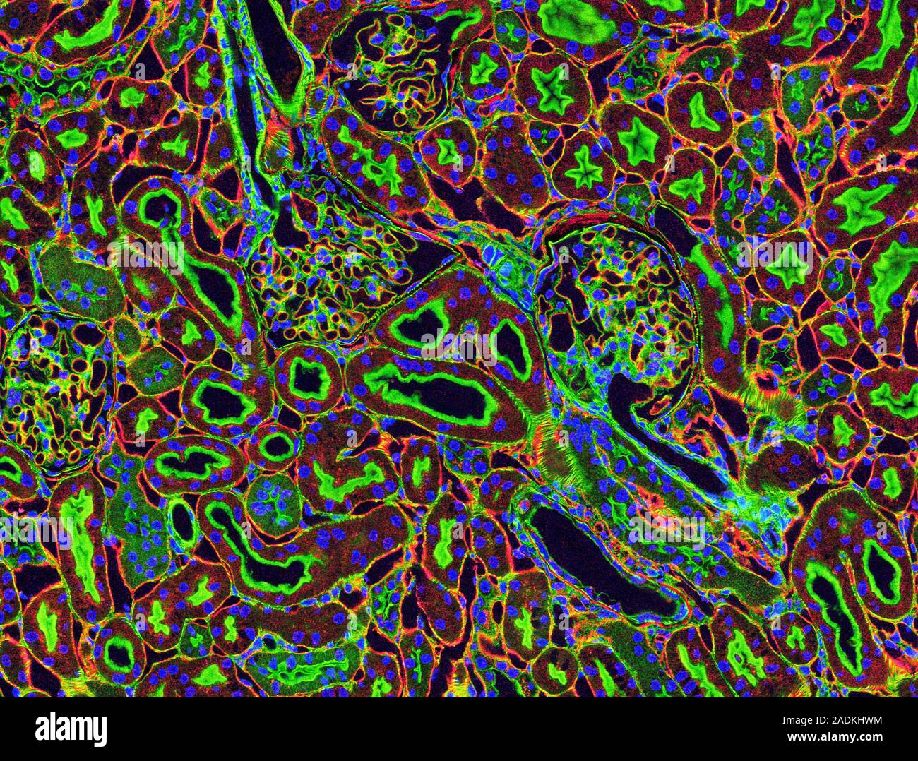 Kidney tubules. Fluorescent light micrograph of a section through ...