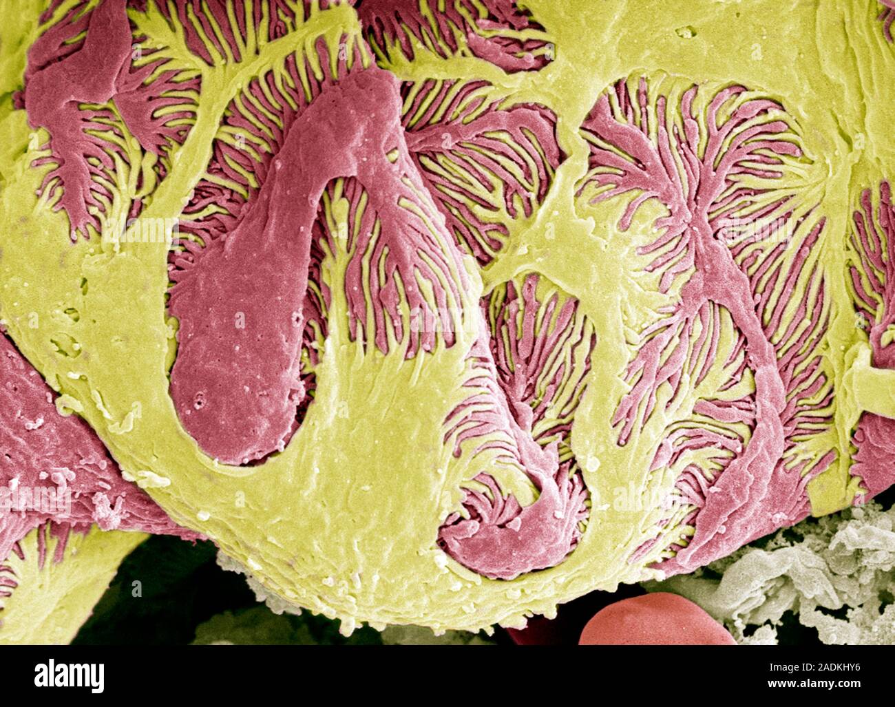 Kidney glomerulus. Coloured scanning electron micrograph (SEM) of ...