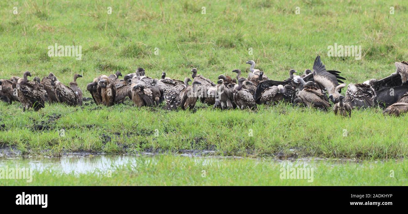 Silale swamp bird hi-res stock photography and images - Alamy