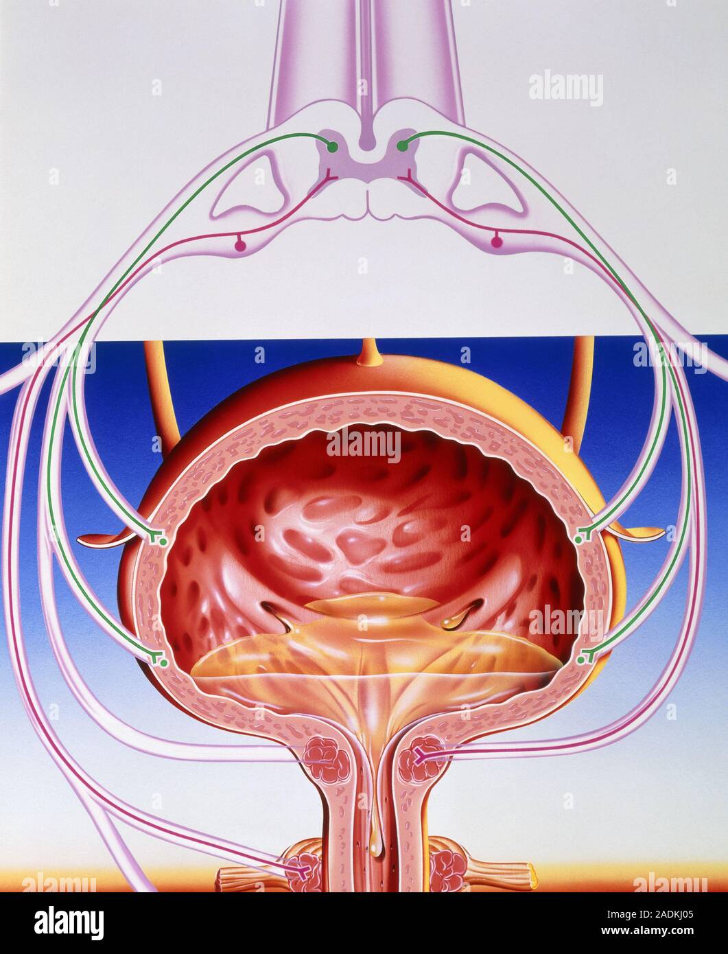 Bladder. Artwork of a human bladder and the nerves of its reflex arc ...