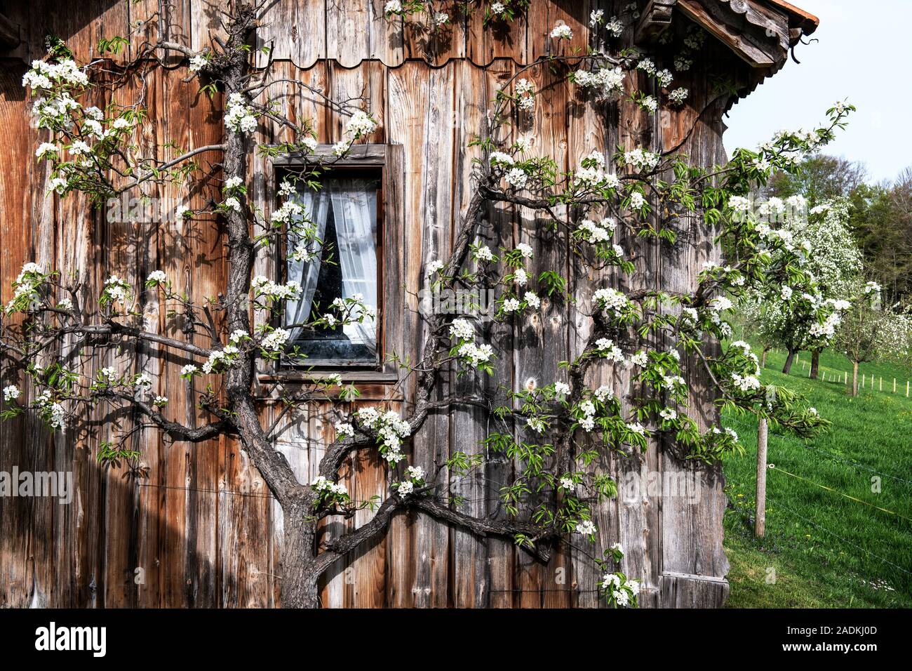 A small window on a bee house with a Williams pear tree growing in ...