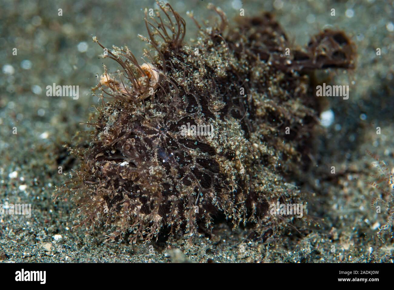 Hispid hi-res stock photography and images - Alamy