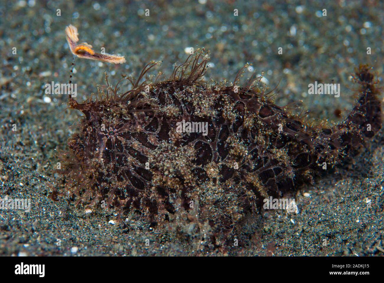 Hispid Frogfish Antennarius hispidus Stock Photo - Alamy