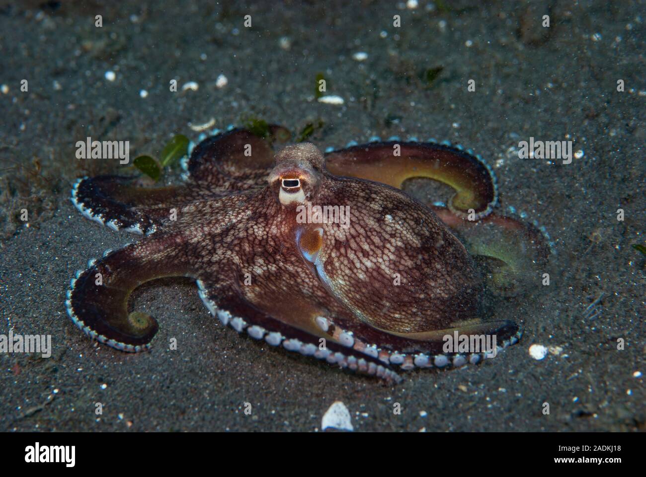 Coconut Octopus Amphioctopus marginatus Stock Photo - Alamy
