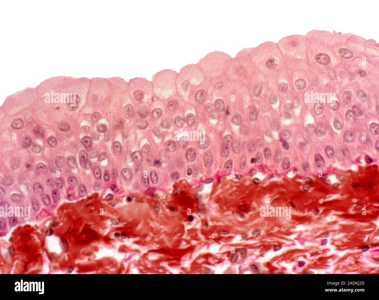 Bladder epithelium. Light micrograph of a vertical section through the ...