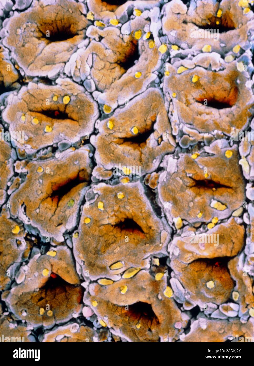 Colonic glands: false-colour scanning electron micrograph (SEM) of the ...